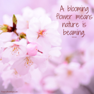 Flower Quotes - Flowers Bloom Hope
