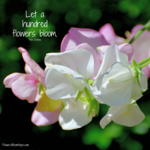 Flower Quotes - Flowers Bloom Hope
